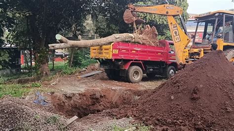 Tree Transplantation Tree Relocation Tree Shifting Tree Burlapping In Malappuram Kerala