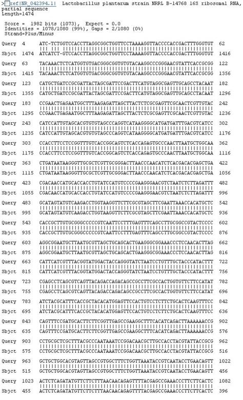 Comparison Of The Nucleotide Sequences Of The 16s Rrna Gene Of The