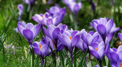 Plant These Fall Bulbs For The Most Gorgeous Spring Blooms Sunset