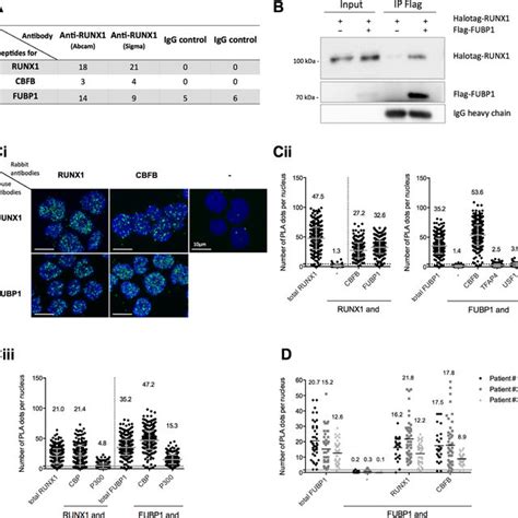 identification of runx1 and fubp1 dna binding motifs within the 30 kb