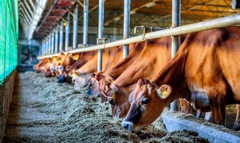 Changing animal feed could supply food for one billion people - Earth.com