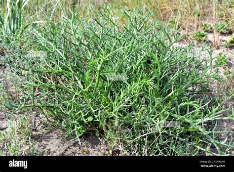 Prickly Parsnip Echinophora Spinosa Is A Perennial Spiny Plant Native