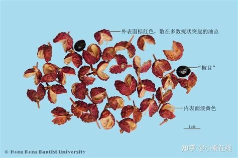 花椒（中药材资料、植物图像、含花椒的中成药） 知乎