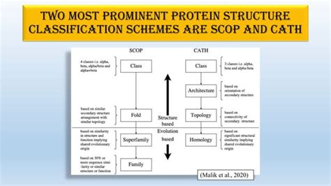 Protein Structure Classificationdomain Prediction Scop And Cath Bioinformaticspdf