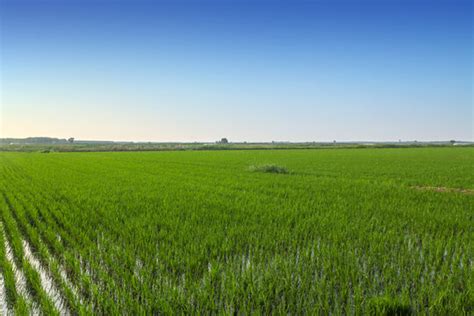 农田稻田水稻田水稻图片素材 农田稻田水稻田水稻设计素材 农田稻田水稻田水稻摄影作品 农田稻田水稻田水稻源文件下载 农田稻田水稻田水稻图片素材下载 农田稻田水稻田水稻背景素材 农田稻田水稻田水稻