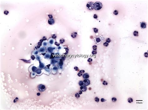 Veterinary Cytology Haematology Atlas Veterinary Cytology