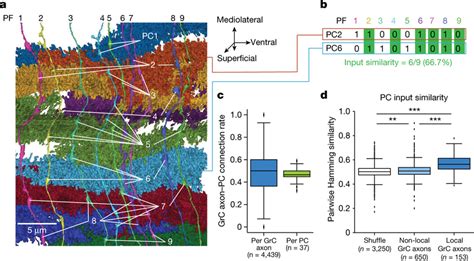 Grc Input Selectivity Predicts Pc Subnetworks A 3d Rendering Of Nine