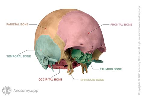 Sutures Of Skull Encyclopedia Anatomyapp Learn Anatomy 3d