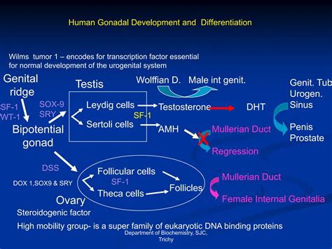 Sex Determination And Differentiation Ppt