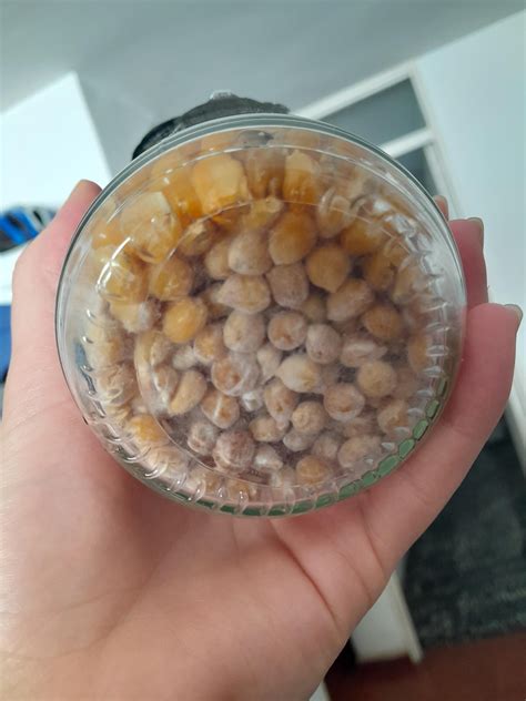 [actives] [contamination] This Is Contamination With Trichoderma R Mushroomgrowers