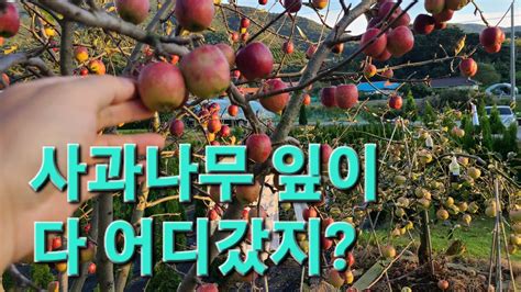 사과나무에 잎이 없어요~ 사과 가격이 금값 사과 수확시기까지 버틸수 있을까 Youtube