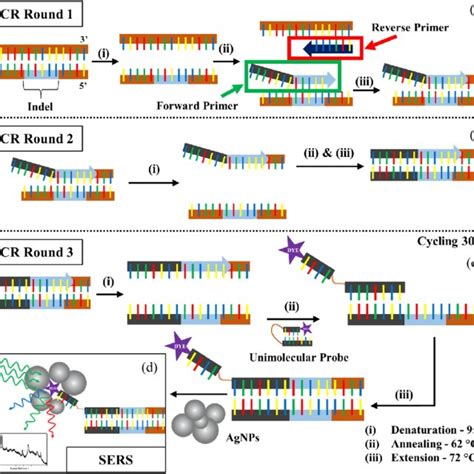 Schematic Representation Of The Pcr Based Sers Strategy A Annealing