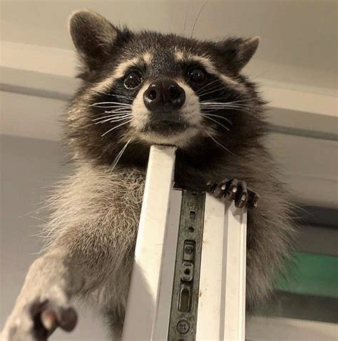 Cute Raccoon Climbing A Window