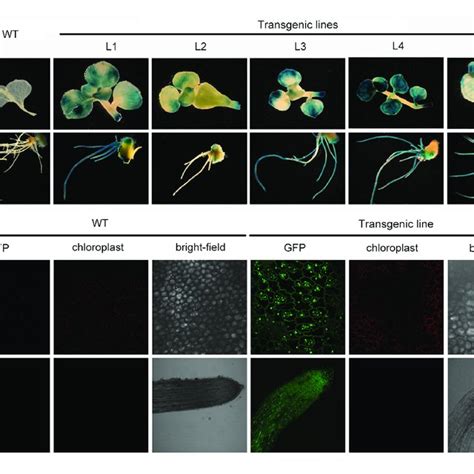 Sedum Alfredii Sensitive To Hygromycin A Growth Of Explants After