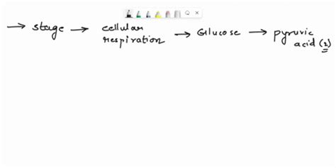 During Which Stage Of Cellular Respiration Is Glucose Broken