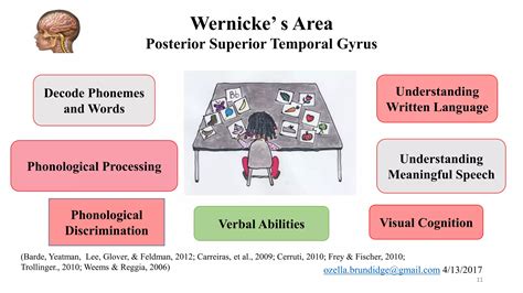 The Language Learning Brain Pptx