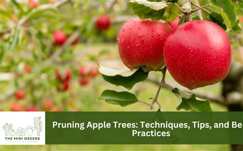 Pruning Apple Trees Archives The Mini Greens