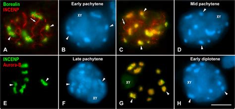 Loading Of Cpc Proteins In Prophase I Spermatocytes A D Early And Download Scientific