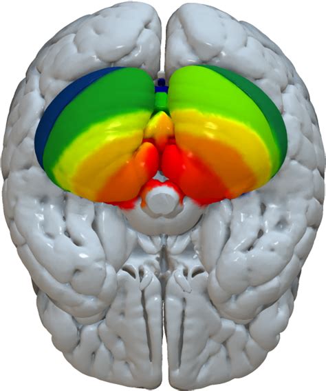 Download Buckner Functional Cerebellar Parcellation Cerebellum