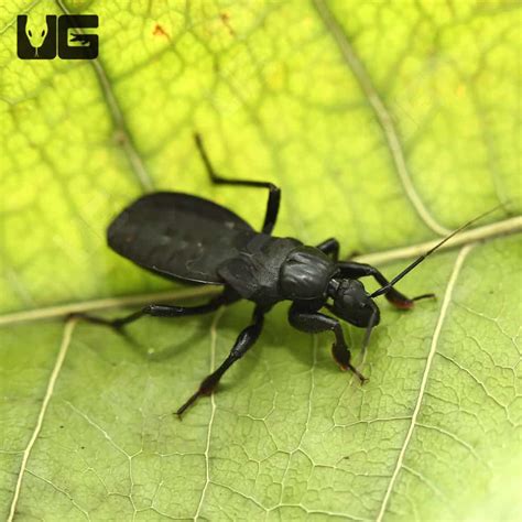Black Assassin Bug Reduvius Personatus For Sale Underground Reptiles Black Assassin Bug Reduvius Personatus For Sale Underground Reptiles