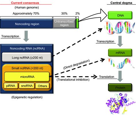 Current Consensus Of Epigenetic Gene Regulation By Noncoding Rnas