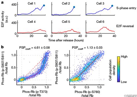 Cells Poised To Divide Can Delay Their Commitment To Proliferate