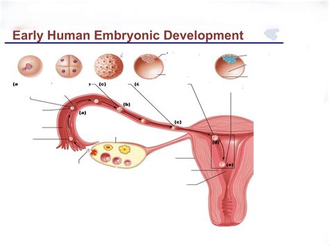 Early Human Embryonic Development Diagram Quizlet