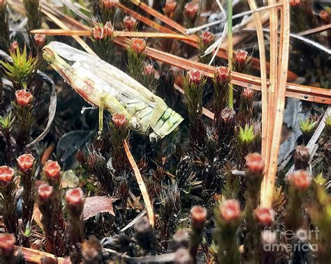 Grasshopper Skeleton New Life Photograph By Cjs Art Fine Art America