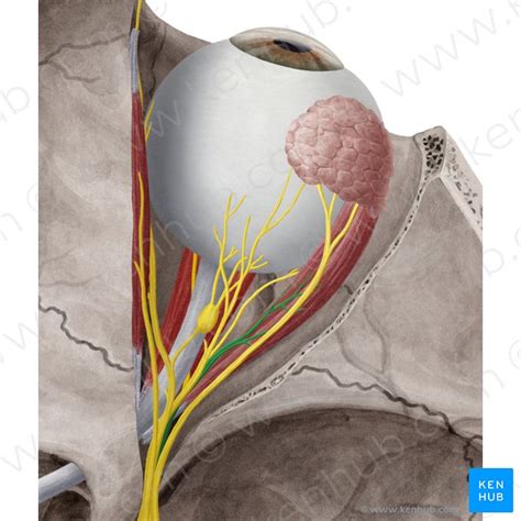 Lateral Rectus Origins Insertions Actions Innervation Kenhub