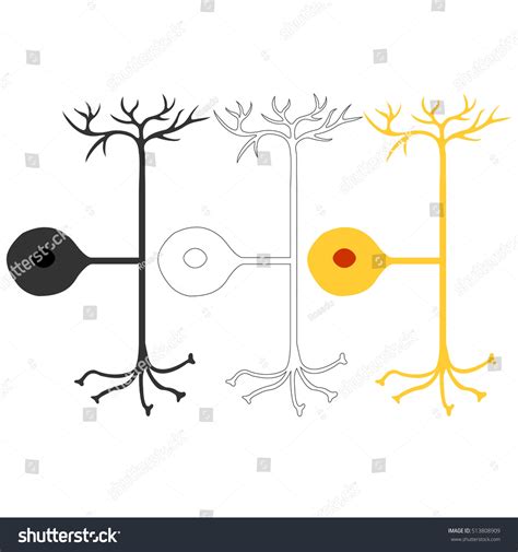 Pseudounipolar Neuron Nerve Cells Neurons Isolated Stock Vector