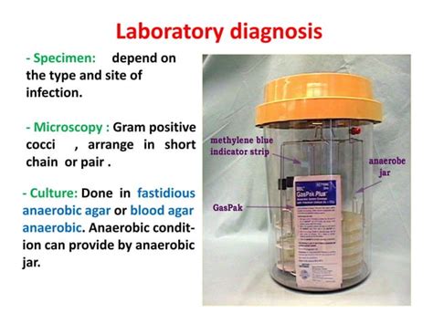 Peptostreptococcus Pdf Chemistry Science