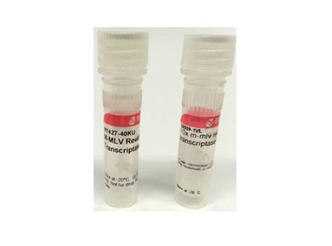 M Mlv Reverse Transcriptase M Mlv Reverse Transcriptase