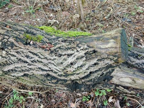 Xiaomi Redmi Note 4X Review It Is Awesome Gizmochina