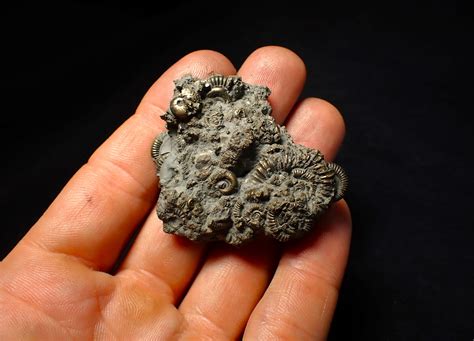 Full Pyrite Multi Ammonite Fossil 50 Mm Jurassic Coast Fossils