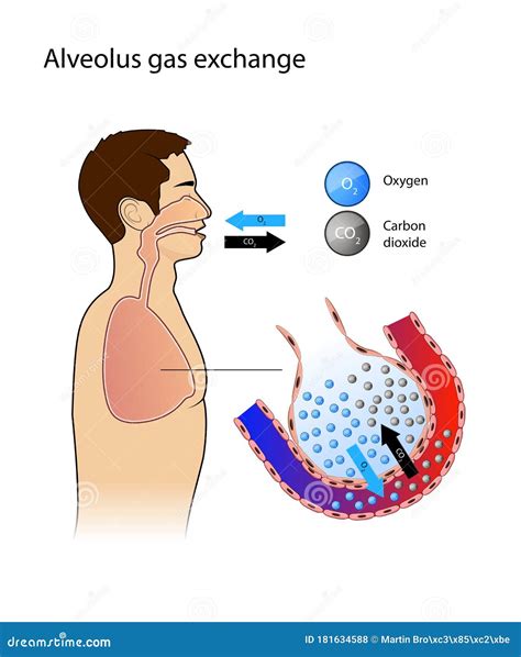 Alveolus Gas Exchange Pulmonary Alveolus Stock Illustration