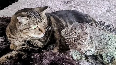 Video Of Lizard Asking Cat Buddy For Sex Michael Broad