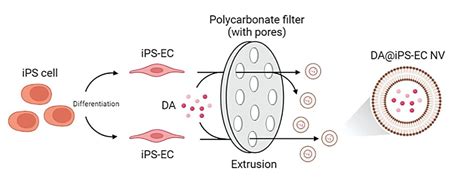 Exosomes Loading Drugs By Extrusion Creative Biostructure