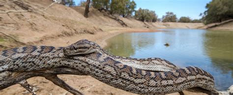 Landscape South Australia Murraylands And Riverland Help Save The