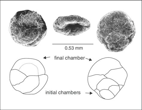Scanning Electron Micrographs And Line Drawings To Illustrate The Download Scientific Diagram