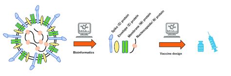 Schematic Procedure Of Vaccine Design By Bioinformatics Of Virus Download Scientific Diagram