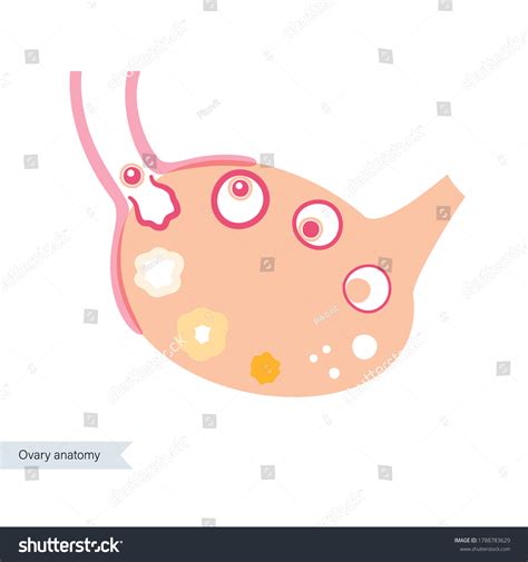Female Human Ovary Anatomy Ovum Development Stock Vector Royalty Free Shutterstock