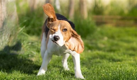 🐶Ушной клещ у собаки: симптомы, диагностика, лечение и профилактика ...