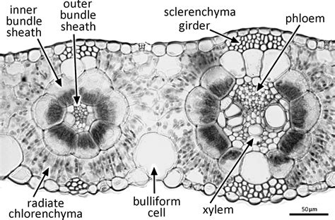 Cross Section Of Monocot Leaf Labeled