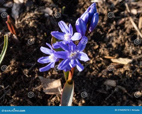 Glory Of The Snow Chionodoxa Forbesii Wild Life Stock Image 138980161