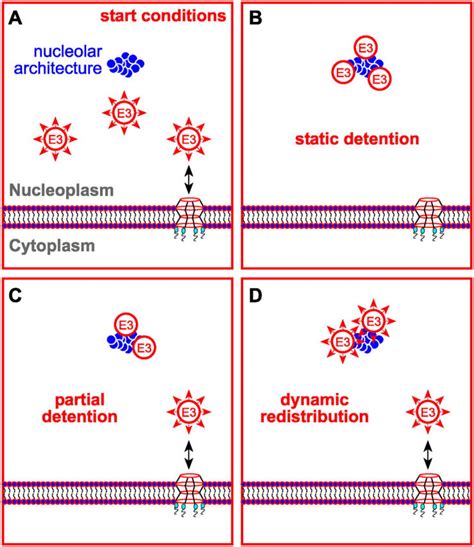 Regulation Of Ubiquitylation Networks By The Nucleolus A Ubiquitin