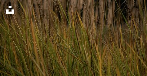 클로즈업 사진에 푸른 잔디 사진 Unsplash의 무료 체코 이미지