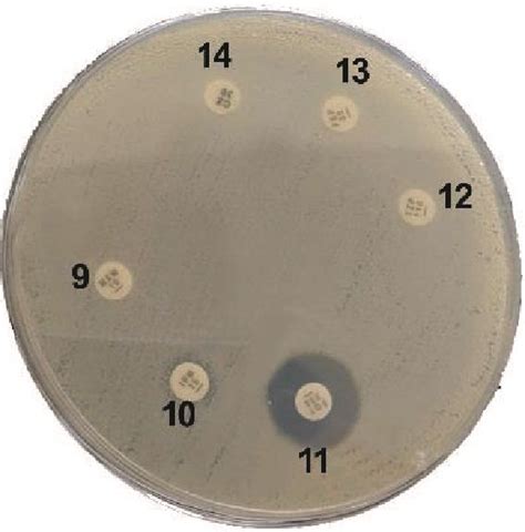 Antibiotic Sensitivity Profiling Of Isolated E Coli Strain And Download Scientific Diagram