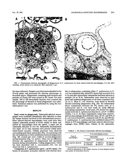 Inhibition Of Macrophage Phagosome Lysosome Fusion By Salmonella Typhimurium Pmc