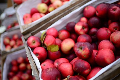 Malus Domestica 가을 가을의 수확 감자칩 건강한 건강한 식생활 계절 과수원 과일 과즙이 많은 날