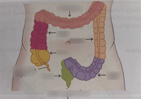 Large Intestine Diagram Diagram Quizlet